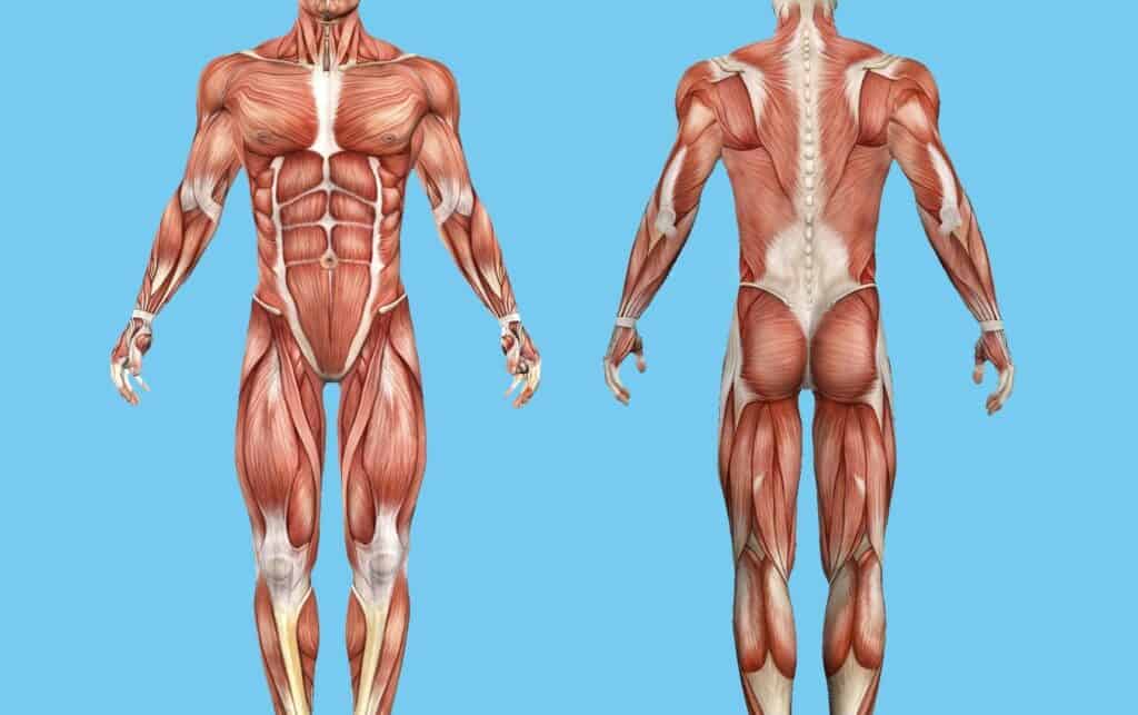 How To Fix A Muscle Knot In Your Back PainHero