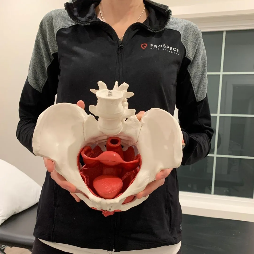 Pelvic Floor Physiotherapy | Prospect Physiotherapy Pelvic Floor Physiotherapy | Prospect Physiotherapy